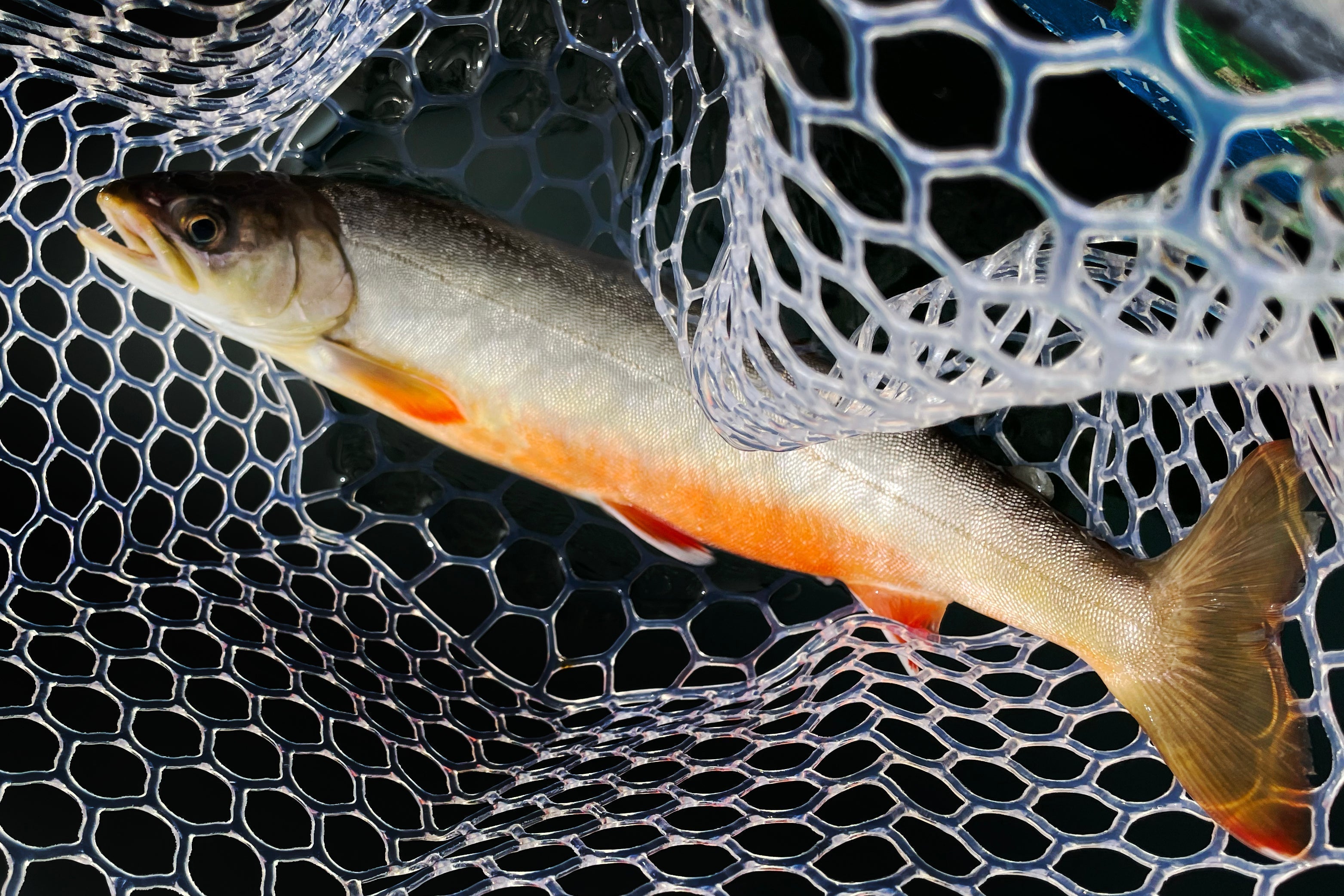 Maine's Native Relic Arctic Char – New England Fly Company